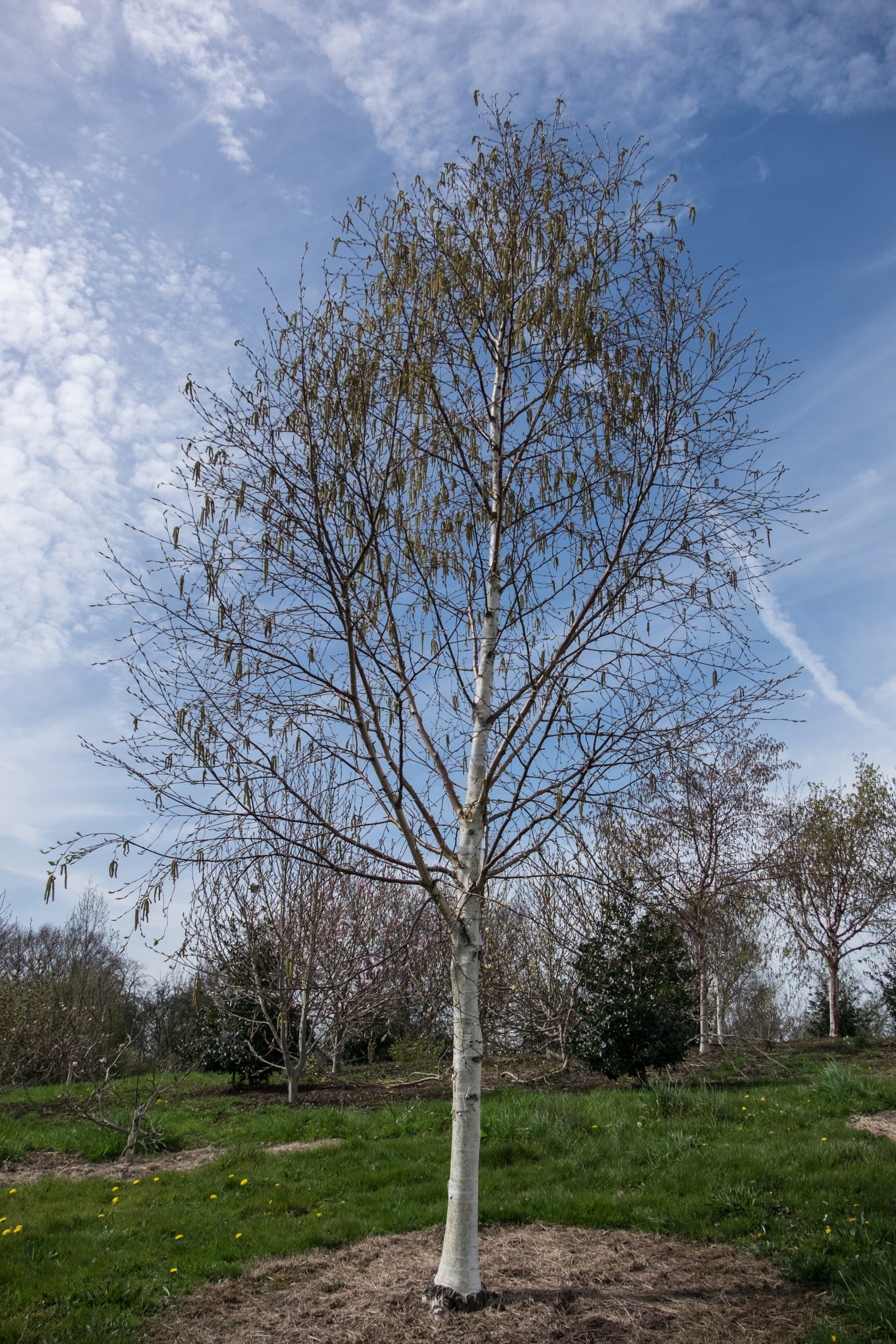 Champion Trees - Cherry Tree Arboretum