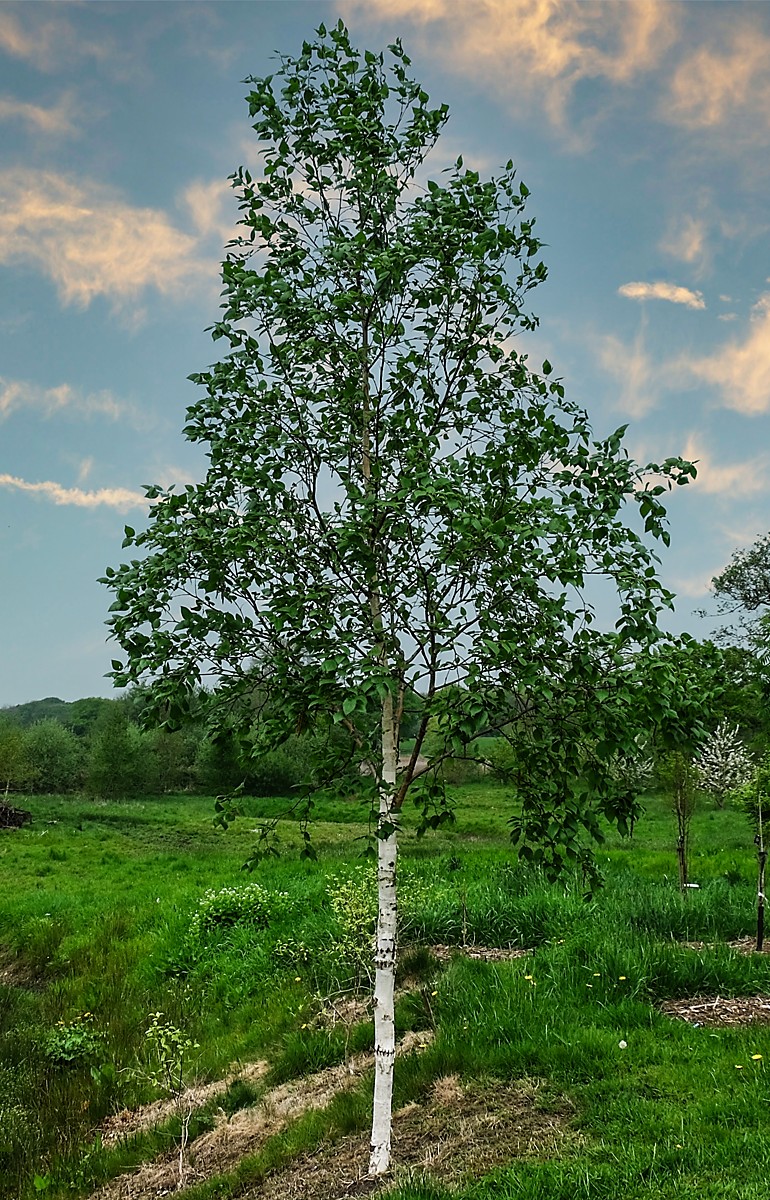 Champion Trees - Cherry Tree Arboretum