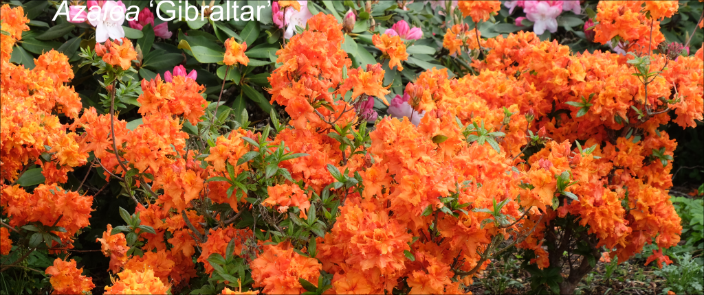 Azalea Gallery - Cherry Tree Arboretum