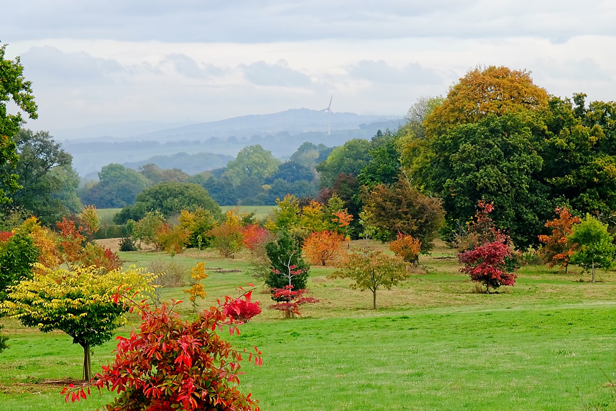 Cherry Tree Arboretum - Cherry Tree Arboretum
