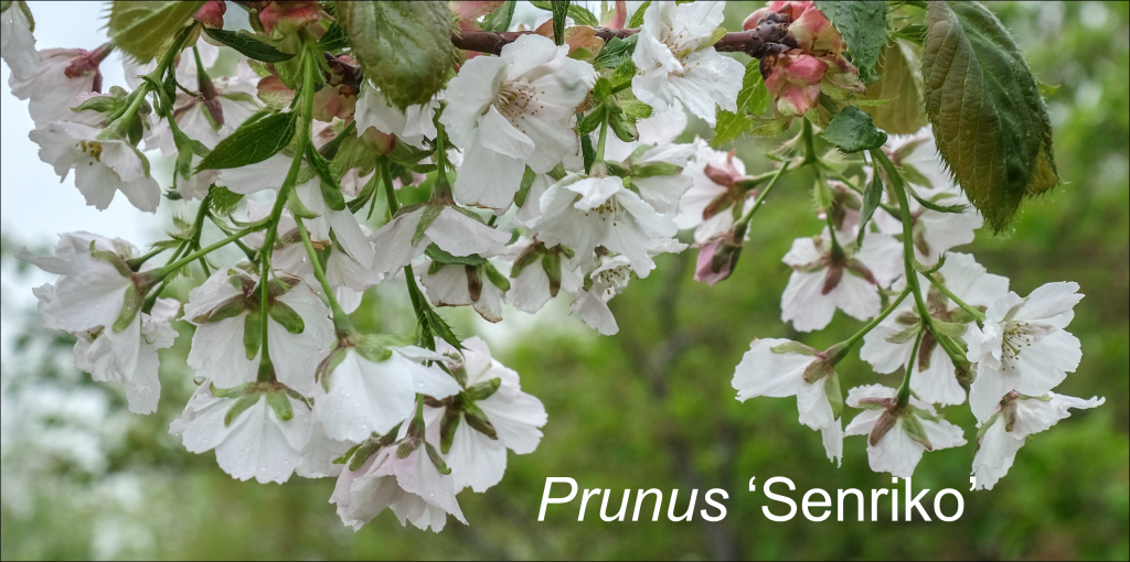 Prunus Gallery - Cherry Tree Arboretum