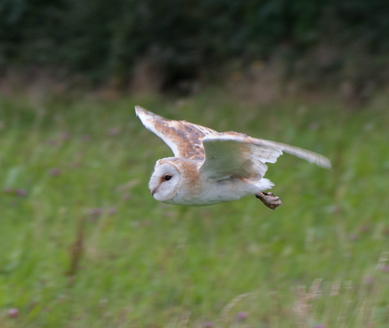 Nature - Cherry Tree Arboretum
