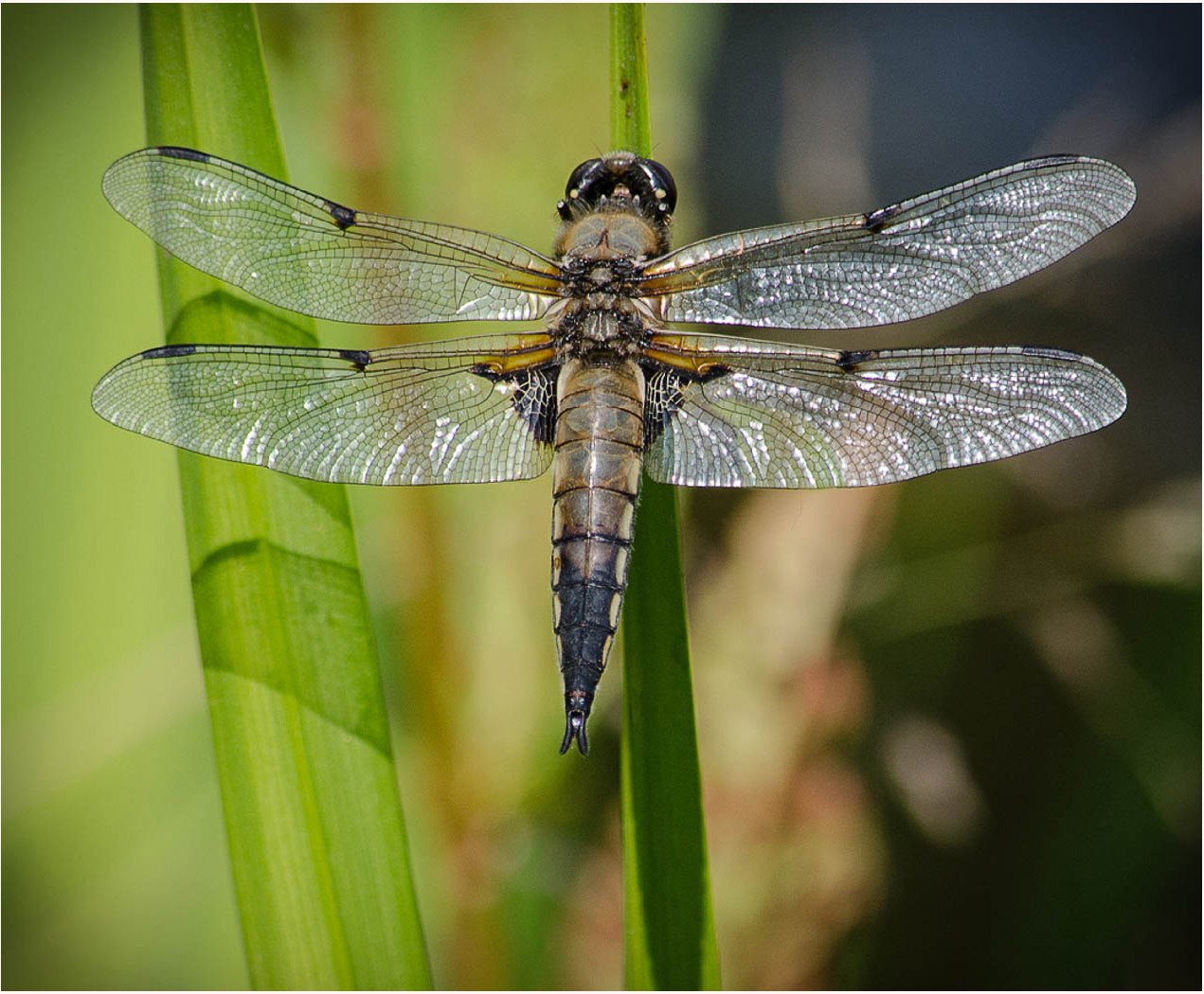 Nature - Cherry Tree Arboretum