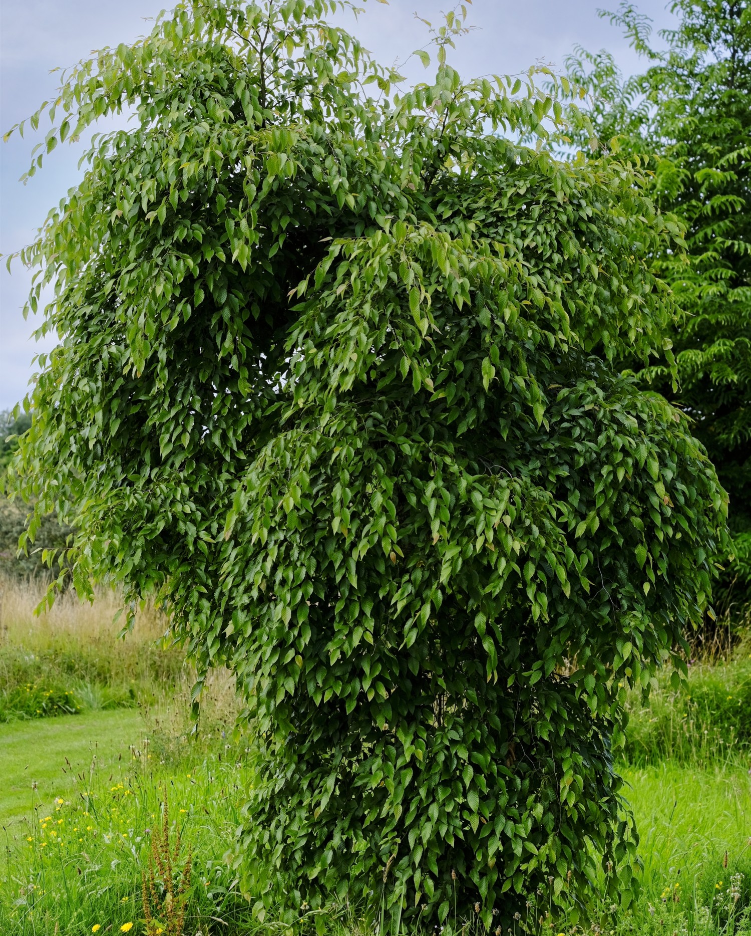 Champion Trees - Cherry Tree Arboretum