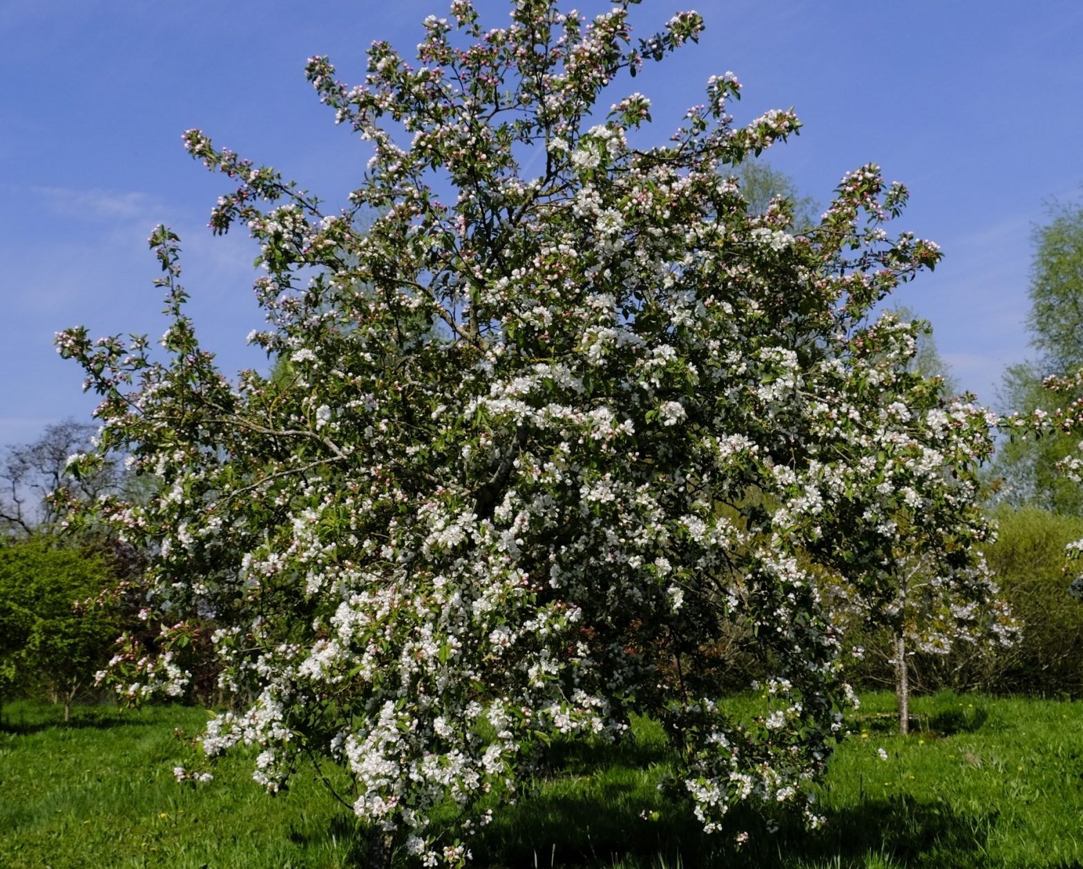 Champion Trees - Cherry Tree Arboretum