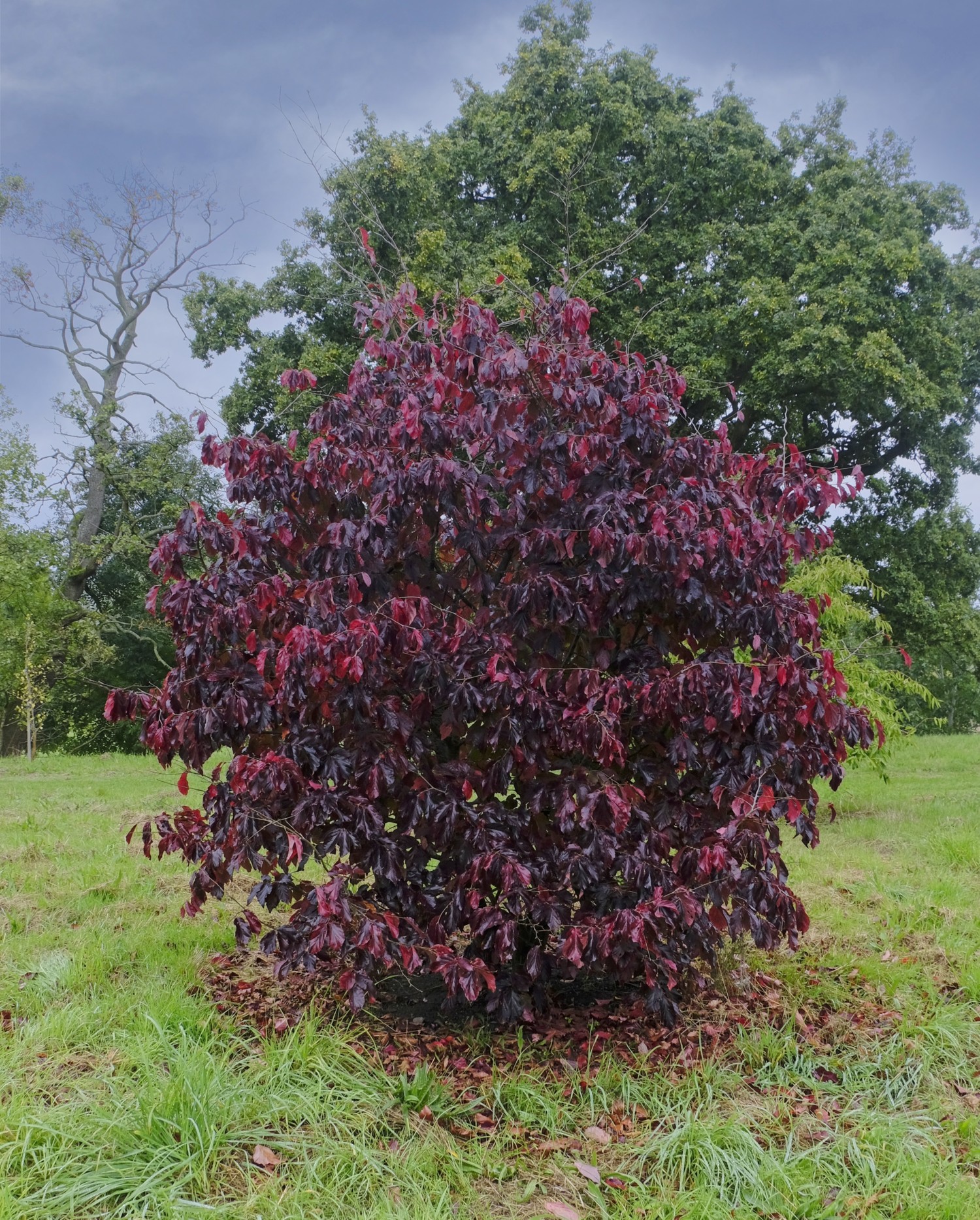Champion Trees - Cherry Tree Arboretum