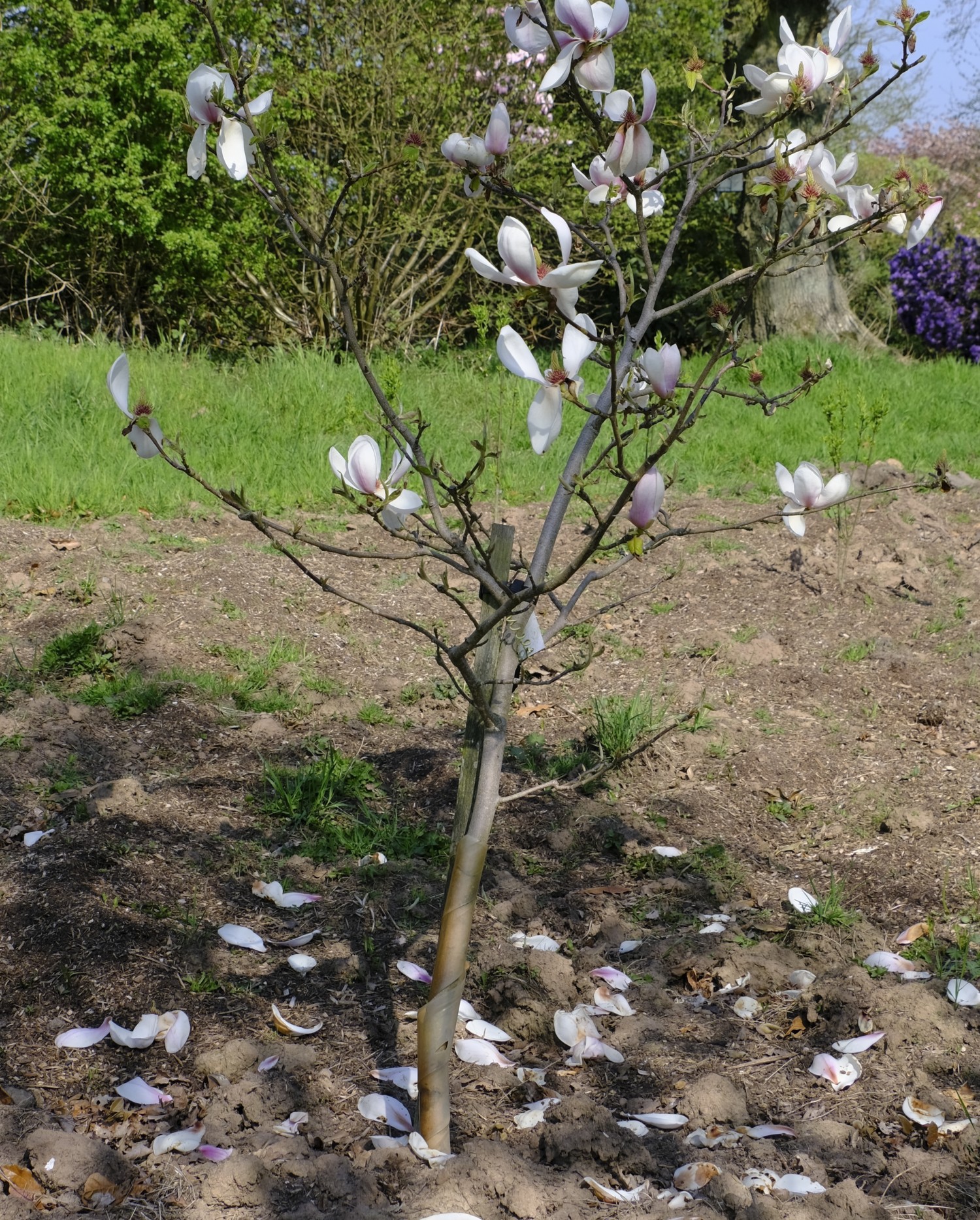 Champion Trees - Cherry Tree Arboretum