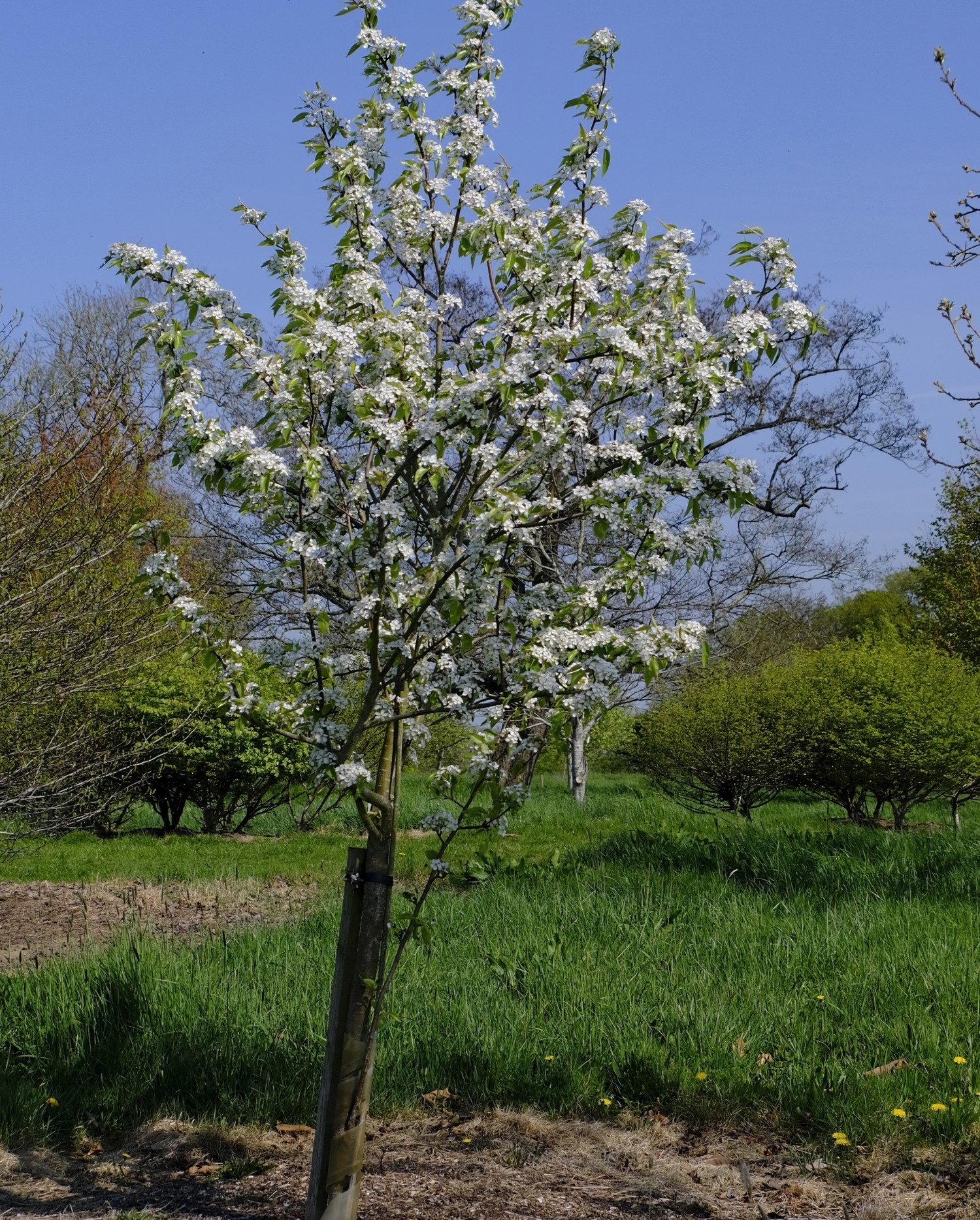 Champion Trees - Cherry Tree Arboretum