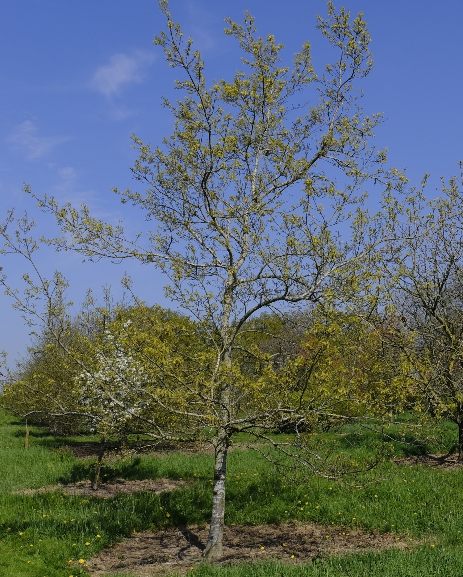 Champion Trees - Cherry Tree Arboretum